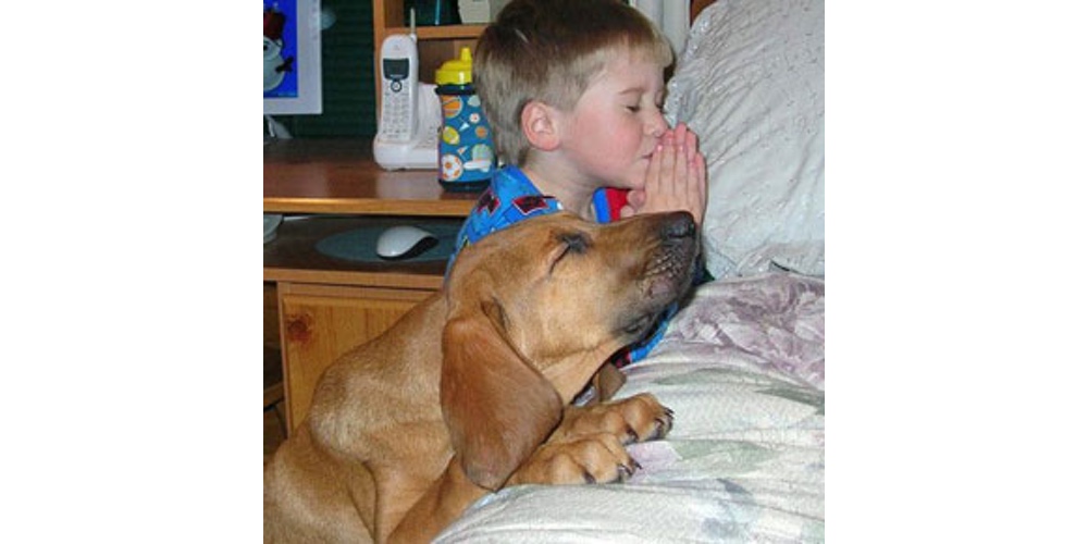 Can Our Pets Absorb Our Illnesses? - Judith Orloff MD