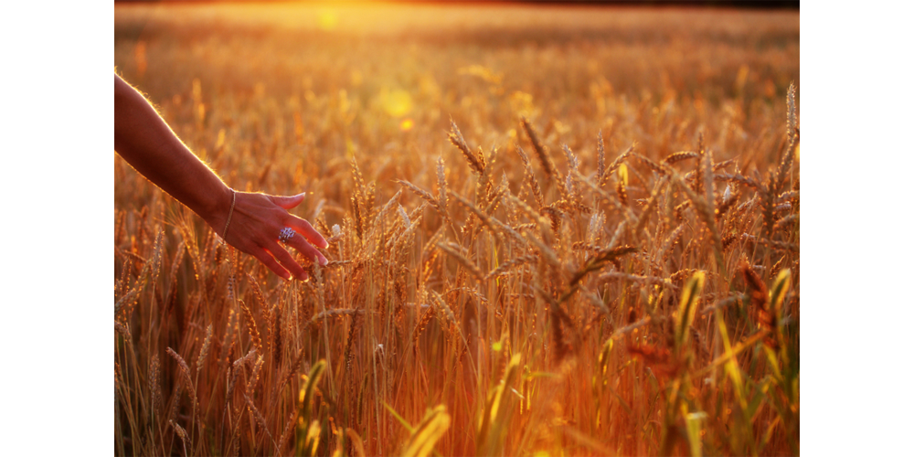 The Soothing Energy of Touch - Judith Orloff MD